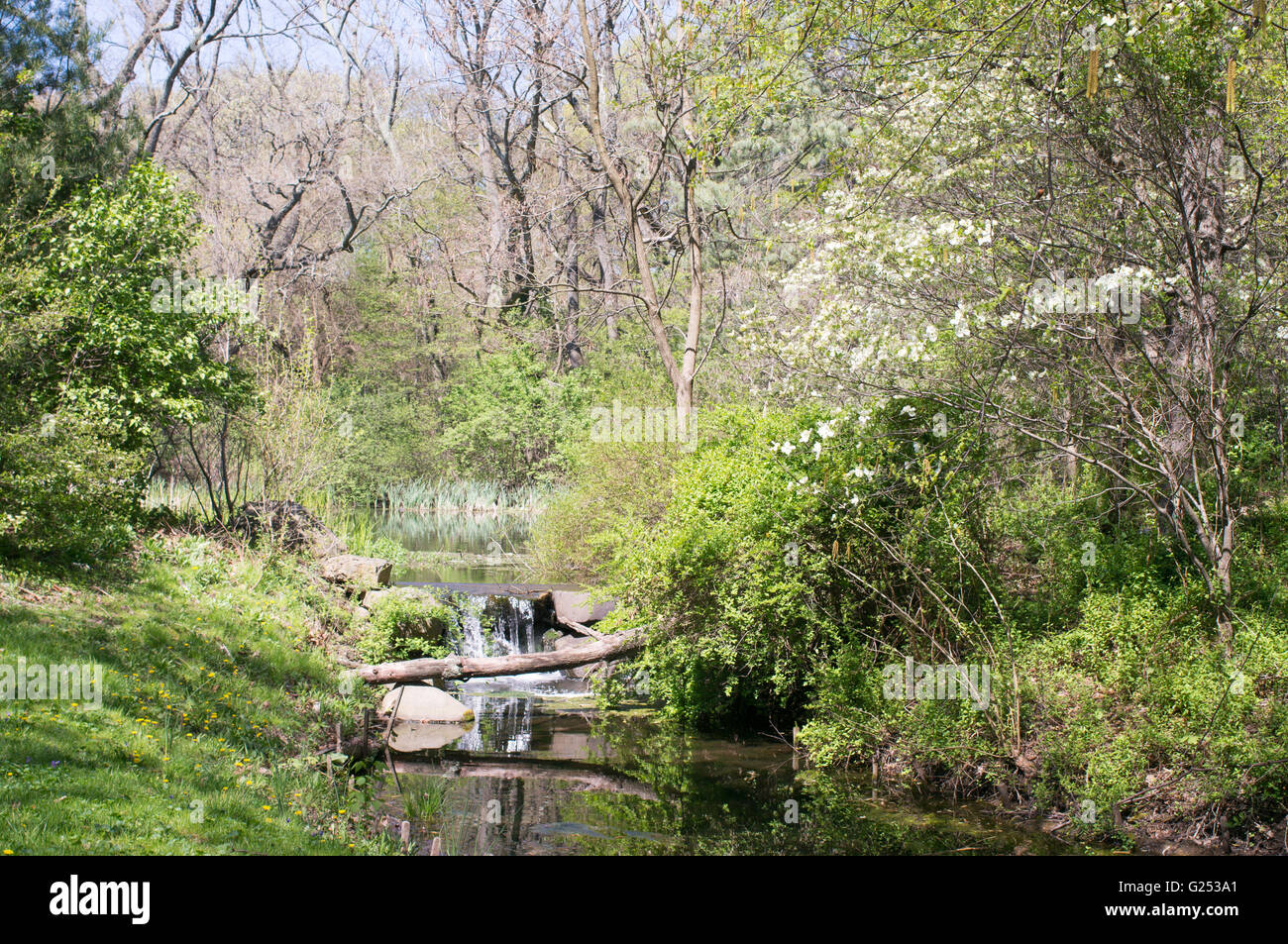 Forest, stream, lake and small waterfall in Prospect Park, Brooklyn ...