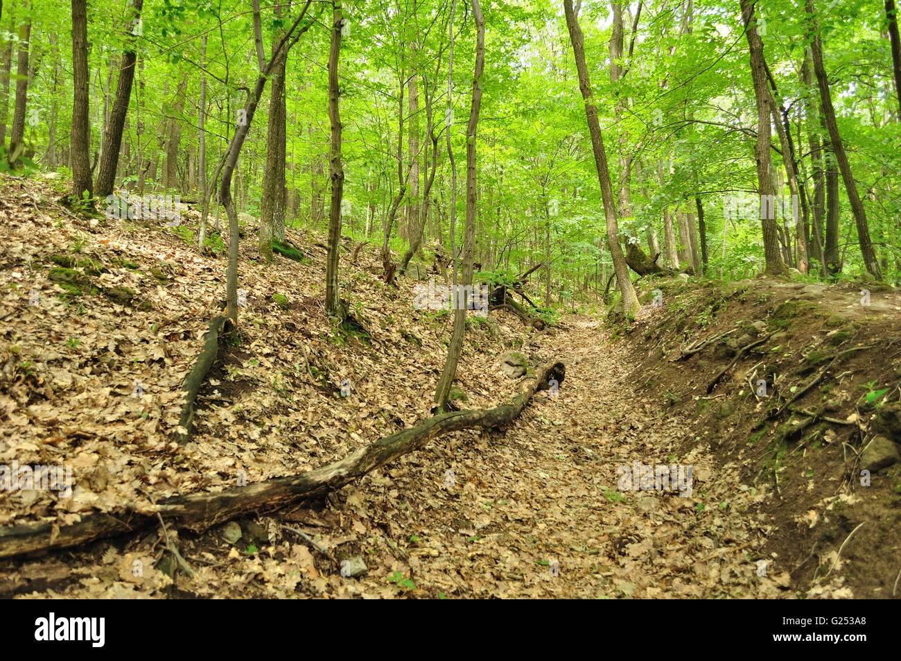 Spring forest scene with high trees Stock Photo - Alamy
