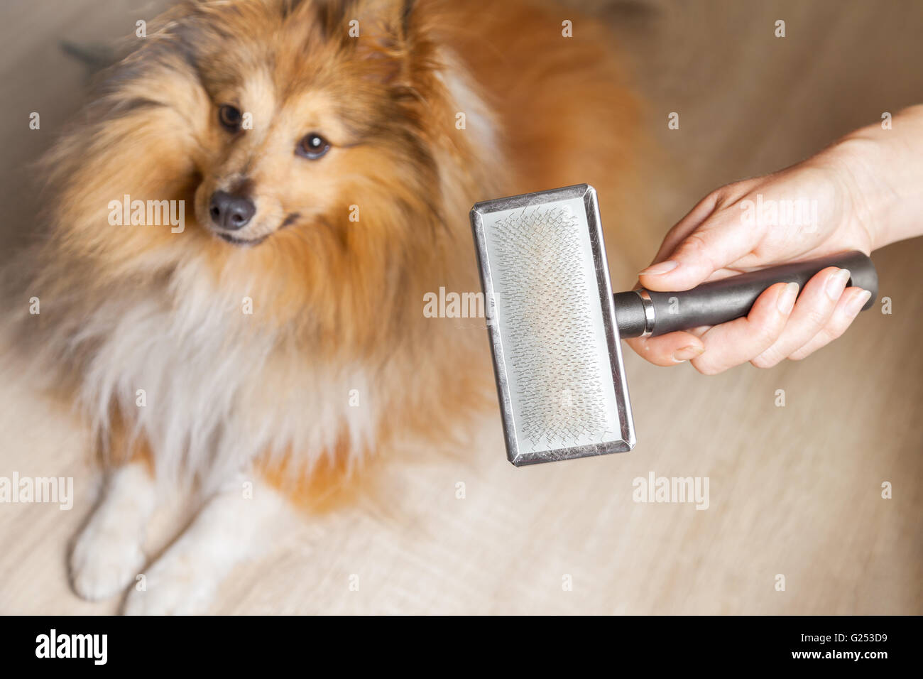 grooming with a dog brush on a shetland sheepdog Stock Photo - Alamy
