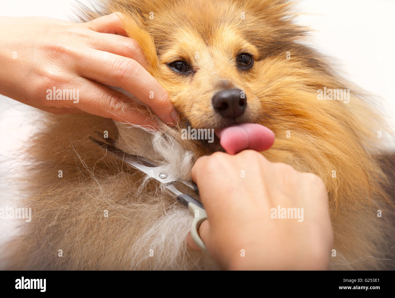 grooming with a scissor on a shetland sheepdog Stock Photo - Alamy