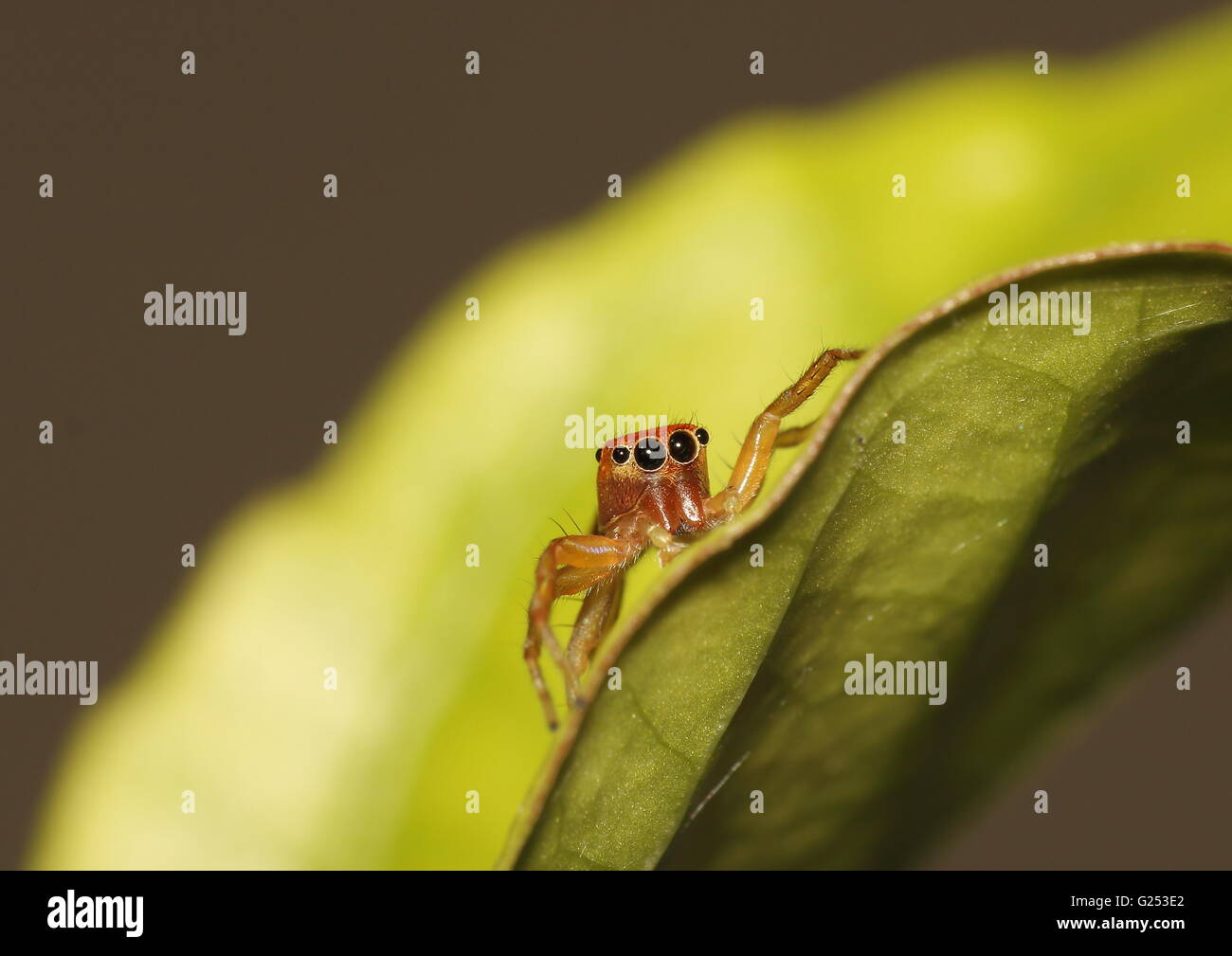 Bright, orange color jumping spider perched on a leaf Stock Photo - Alamy