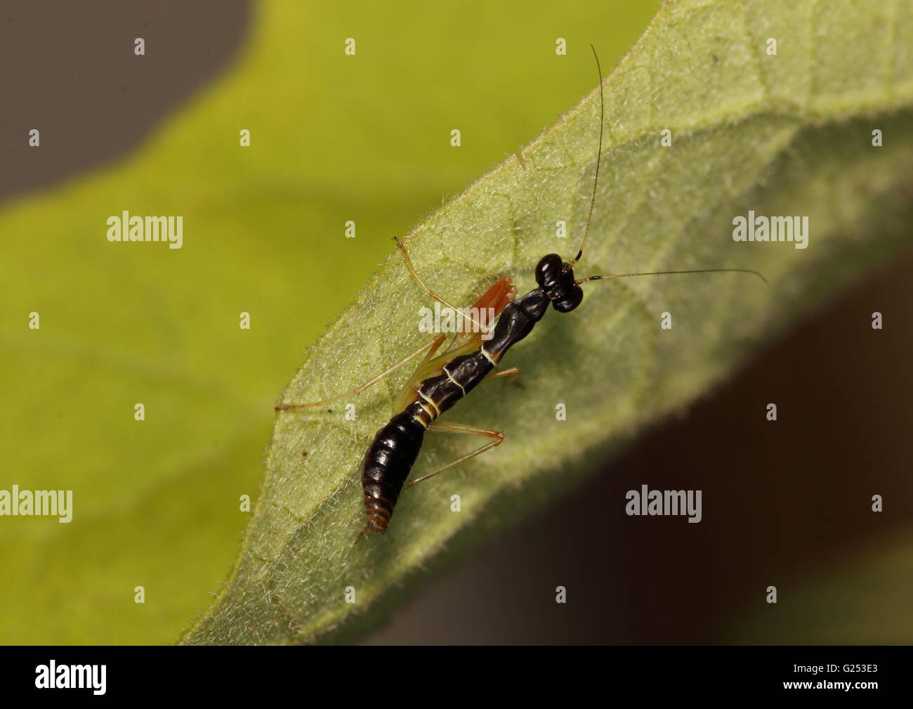 Juvenile mantis hi-res stock photography and images - Alamy