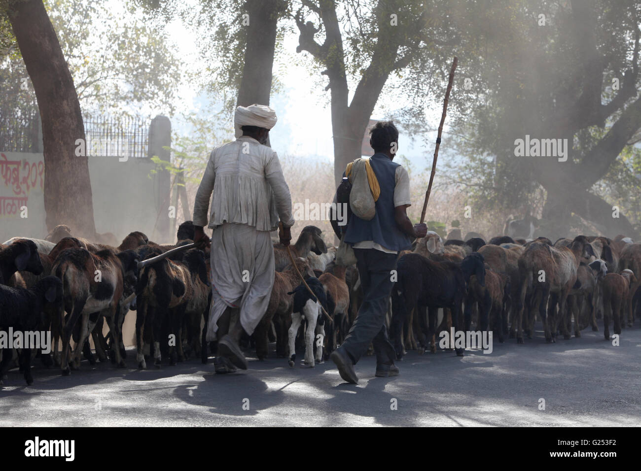Rabari Tribe - Rabari herders with goats in Kinwat Village in ...