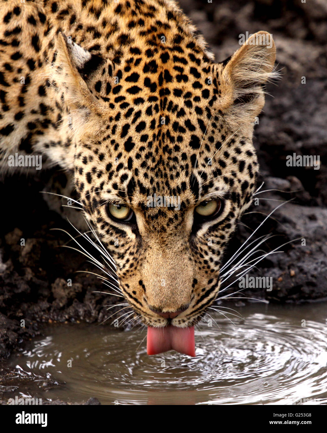 Drinking Leopard High Resolution Stock Photography and Images - Alamy
