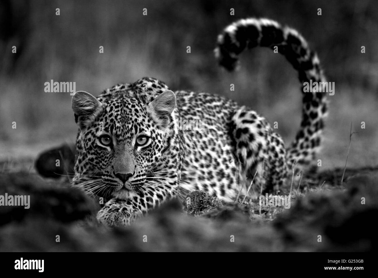 Young female leopard in South Africa - Kruger National Park Stock Photo ...