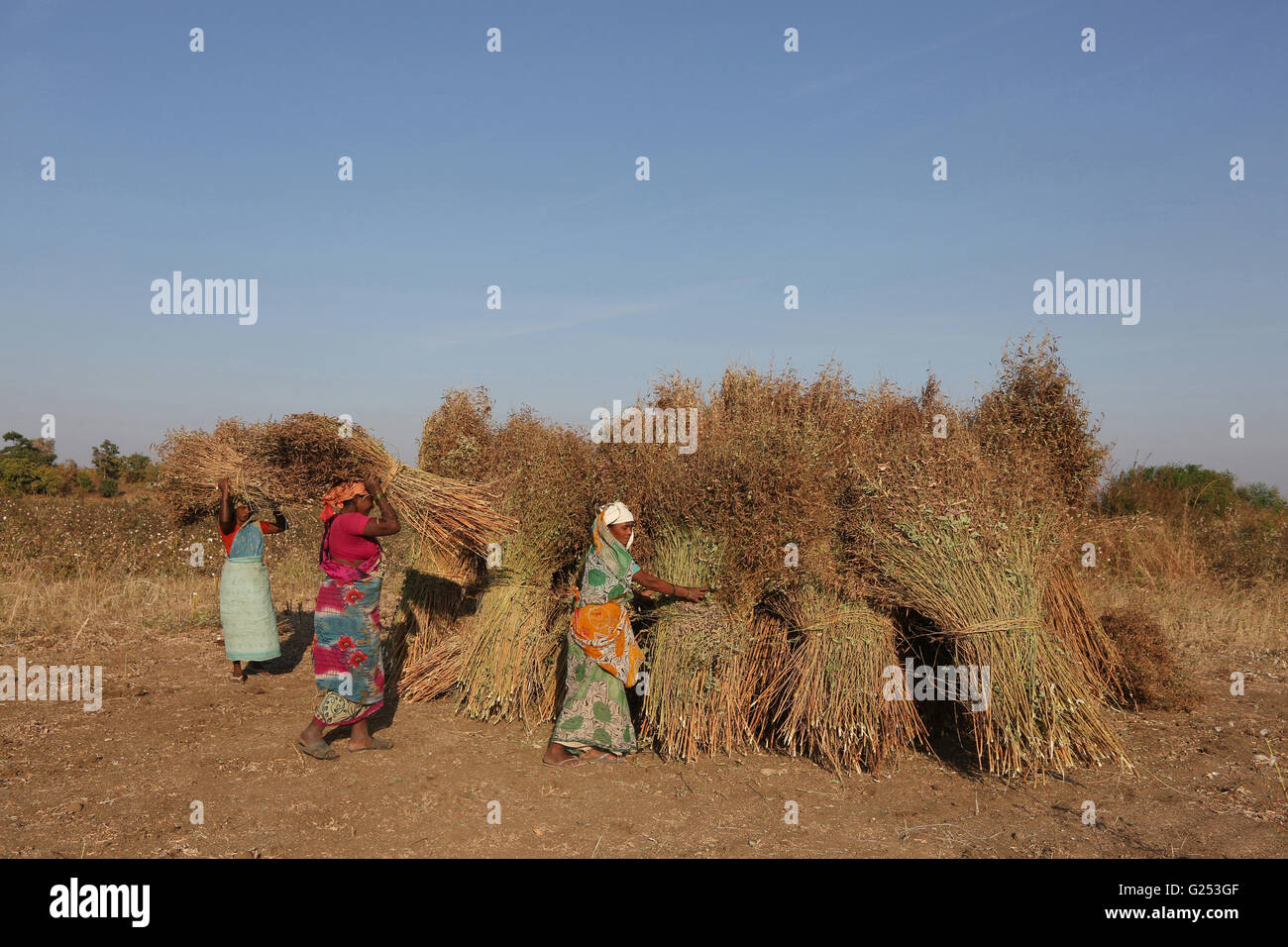 PRADHAN TRIBE - Tribal women stacking the Tur sheaf. Pradhan boti ...