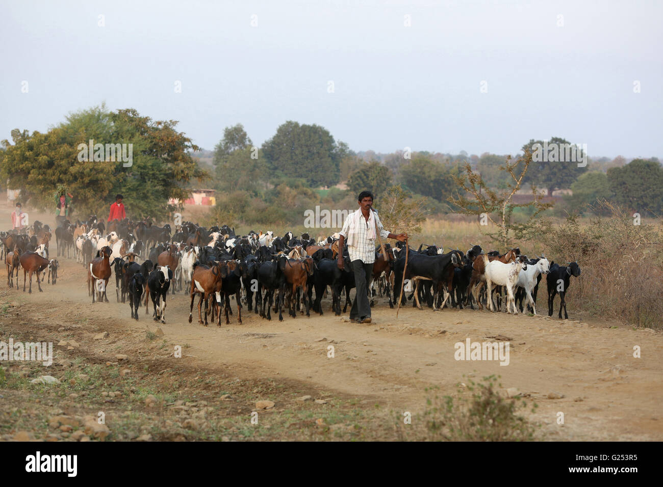 ANDH TRIBE - Man herding goats. Moje Paluwadi ) Village, Maharashtra ...