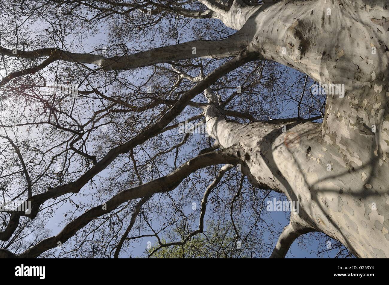 Platanus Orientalis - old Plane tree branches against blue summer sky ...