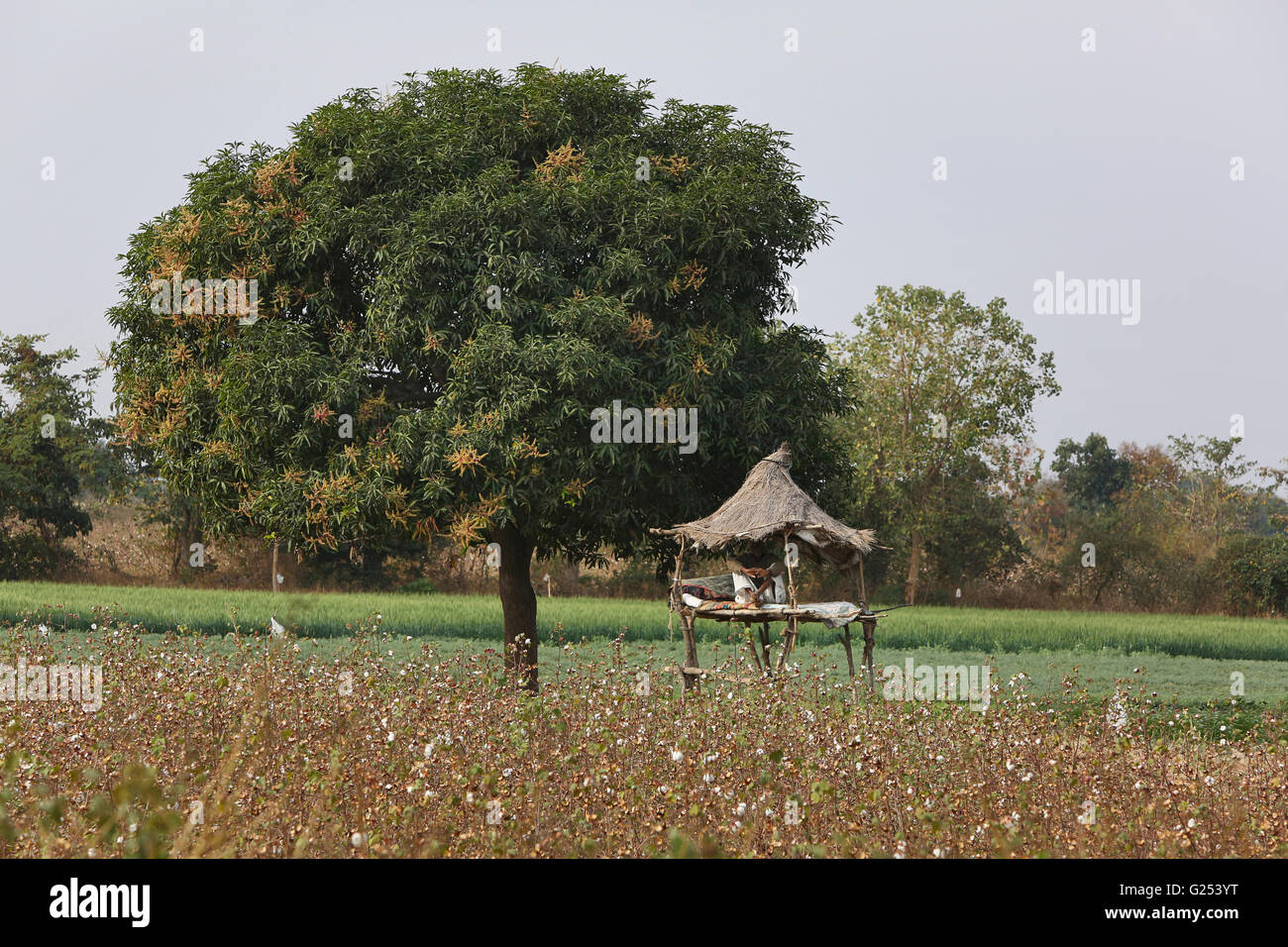 Wooden machan hi-res stock photography and images - Alamy