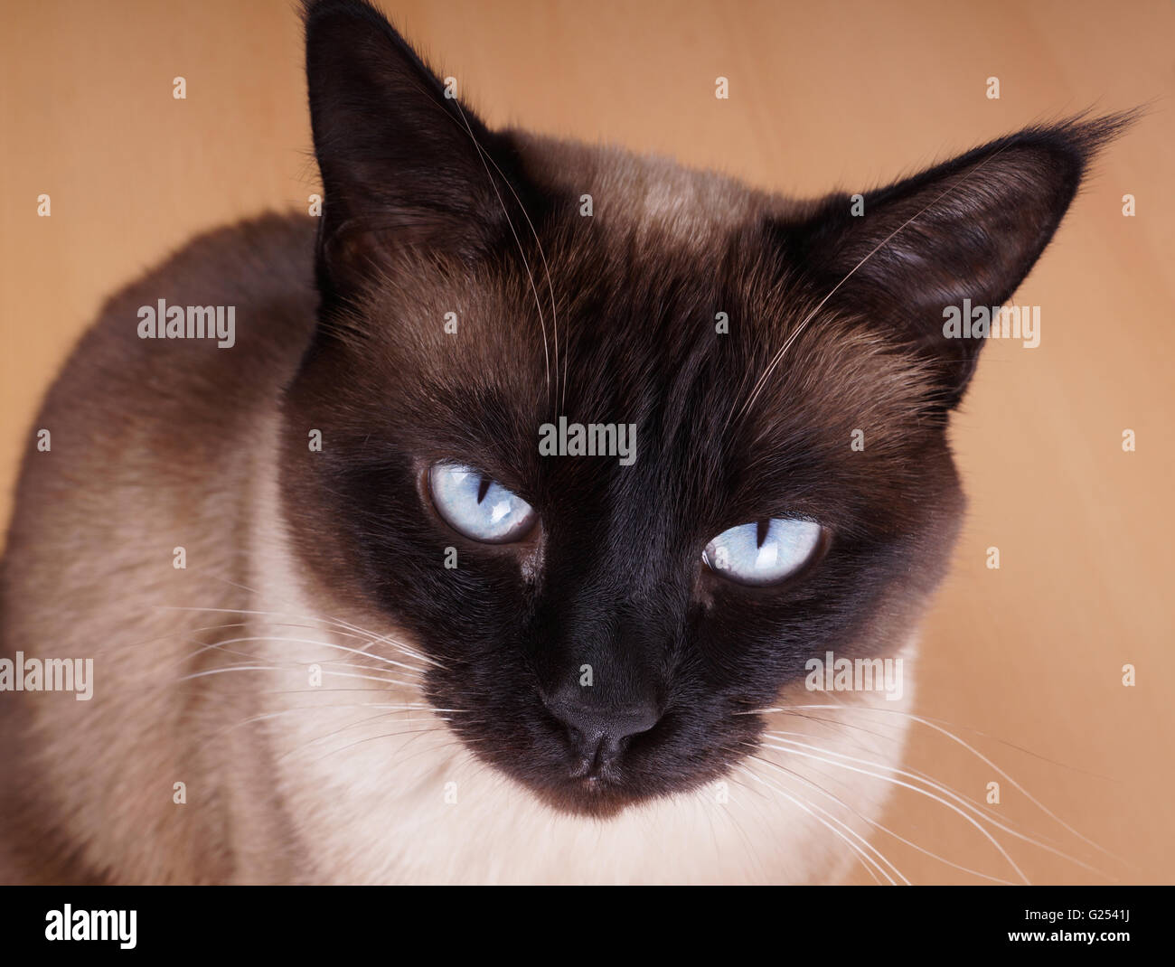 siamese cat portrait Stock Photo - Alamy