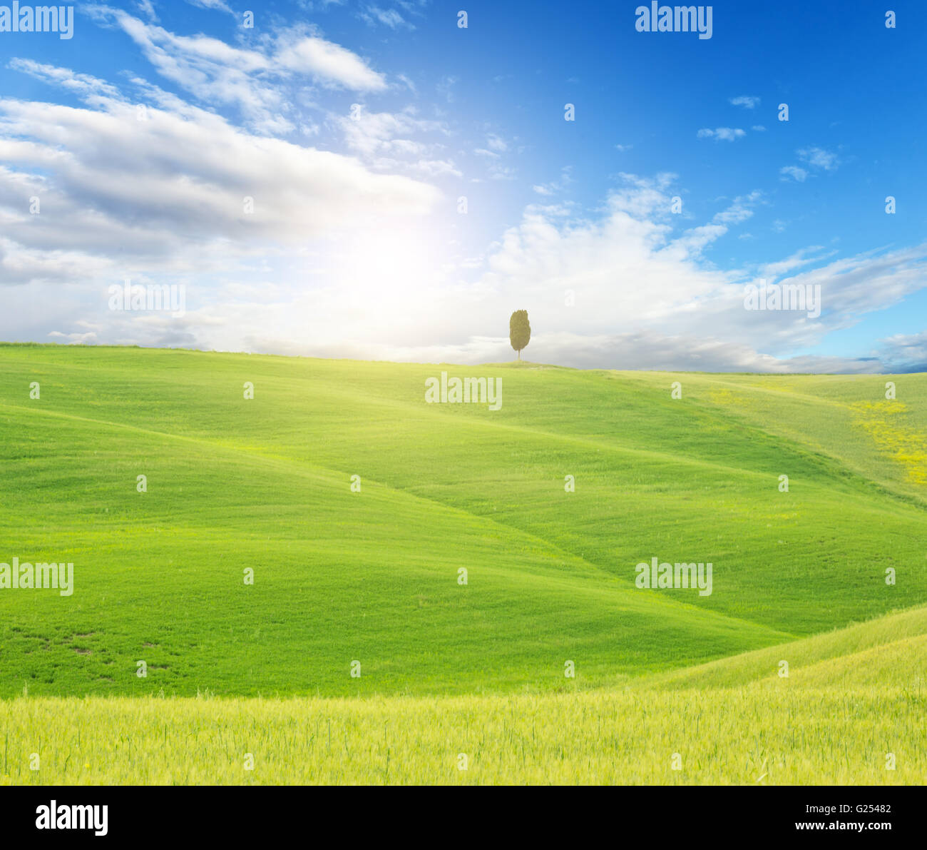 Solitaire tree hi-res stock photography and images - Alamy