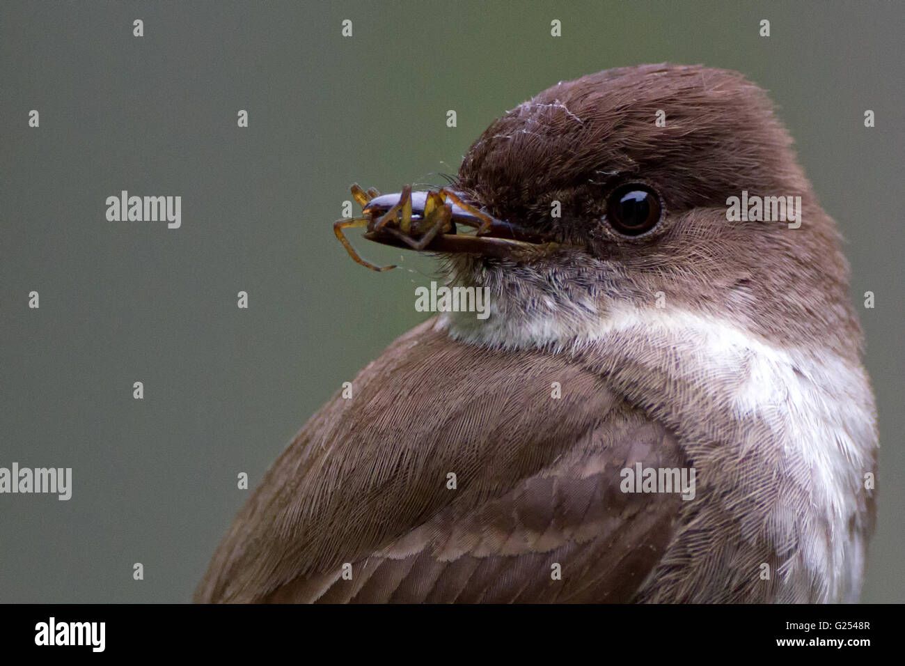 eastern phoebe with a spider in its beak and webbing on its forehead ...