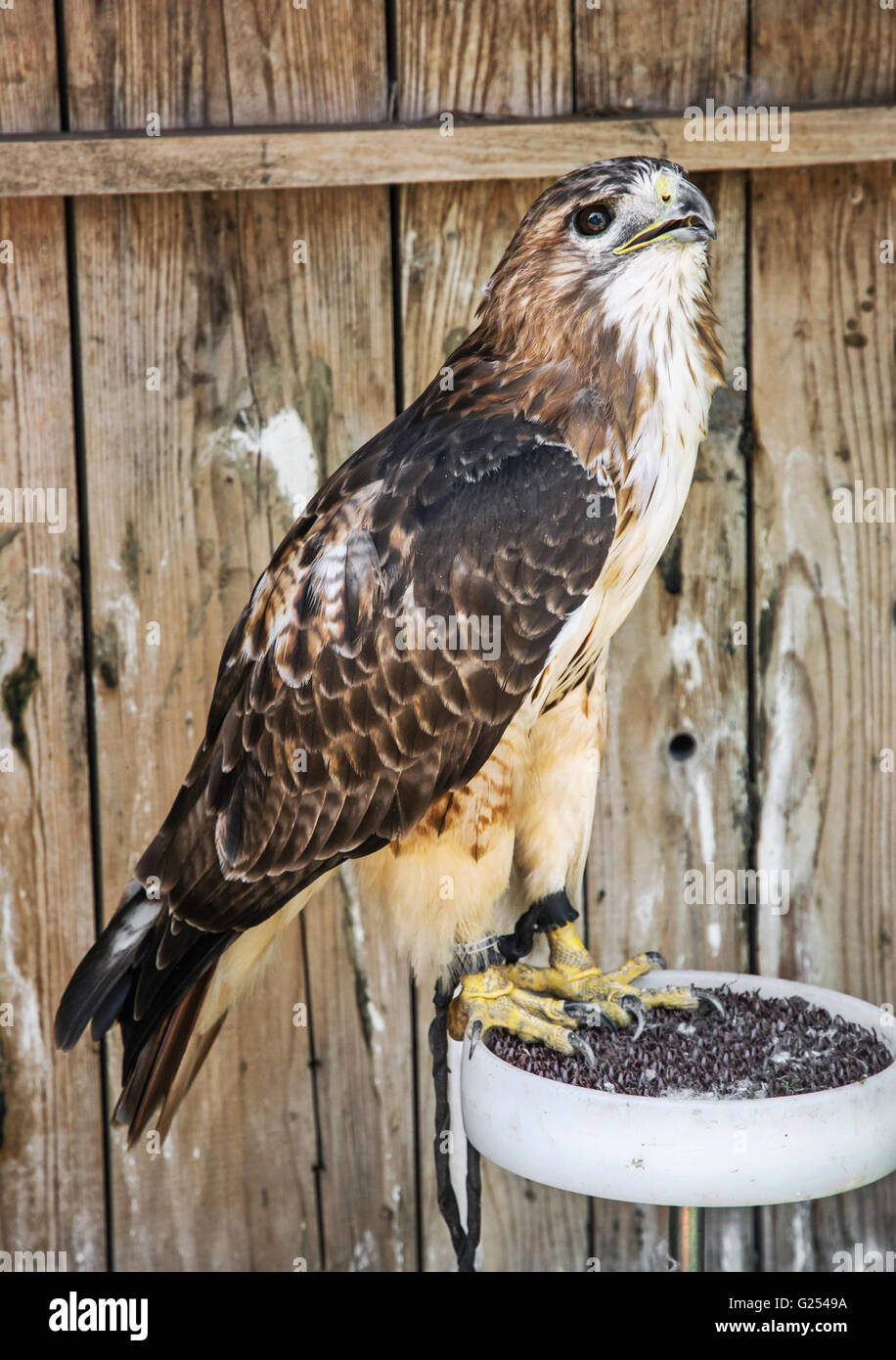 Golden eagle - Aquila chrysaetos - big bird of prey. Animal scene ...