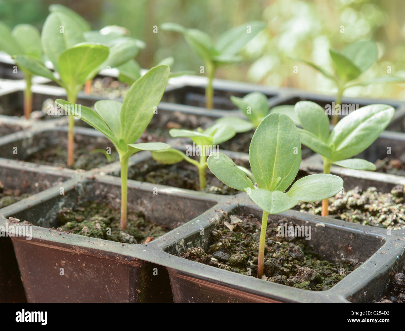 Modular hi-res stock photography and images - Alamy