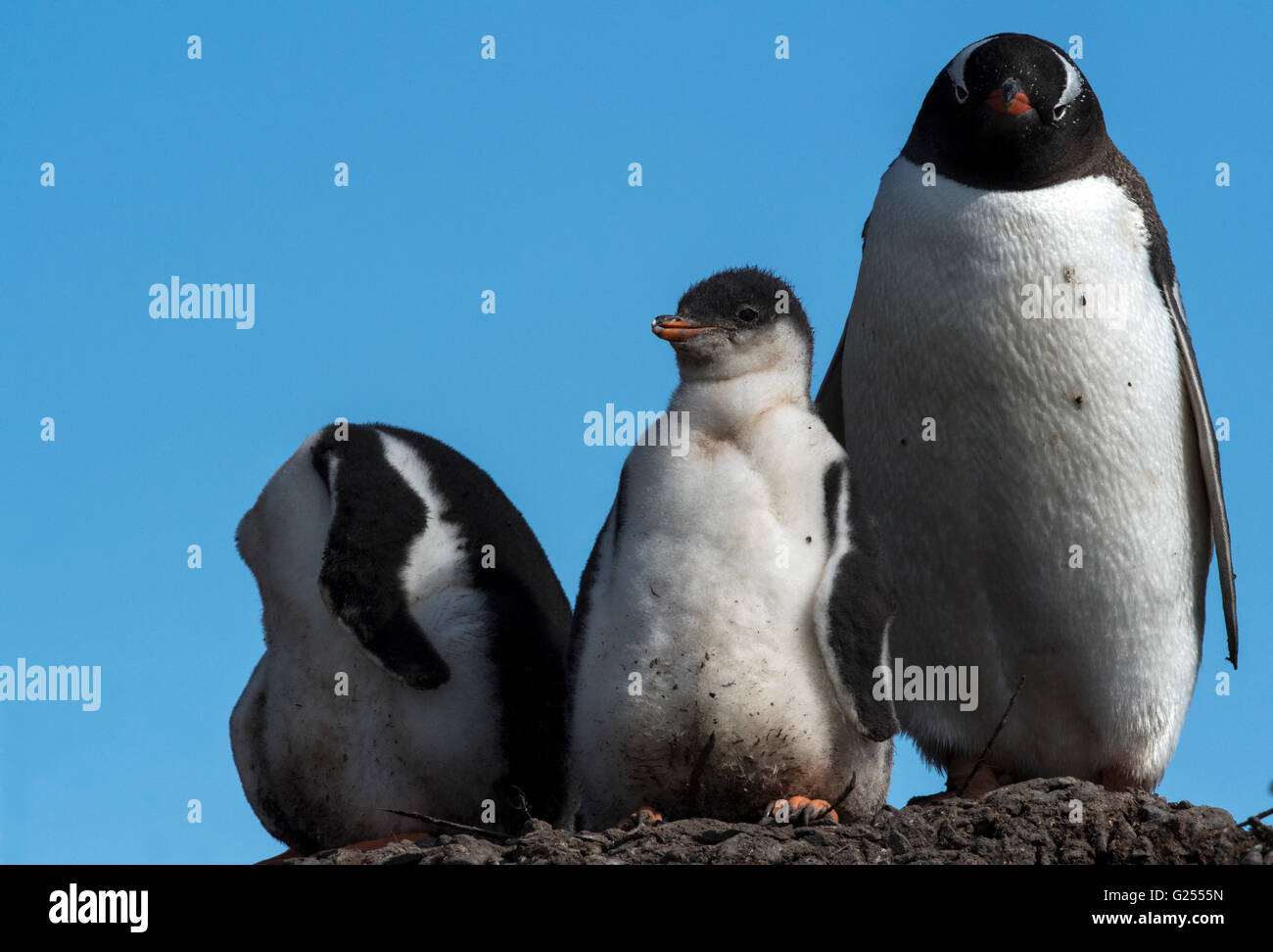 Adult penguins antarctica chicks hi-res stock photography and images ...