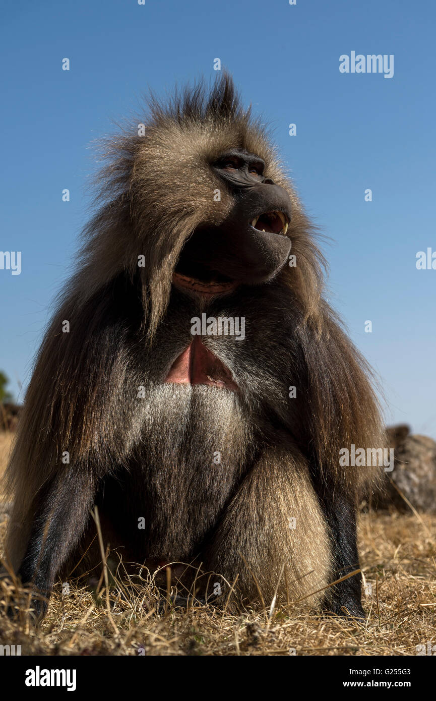 Gelada Monkey on grass Simien Mountains National Park, Ethiopia Stock ...