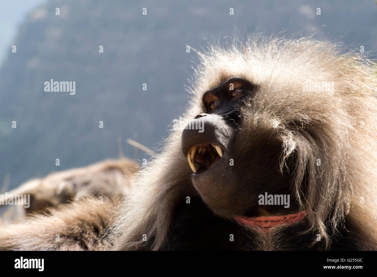 Gelada Monkey Simien Mountains National Park, Ethiopia Stock Photo - Alamy
