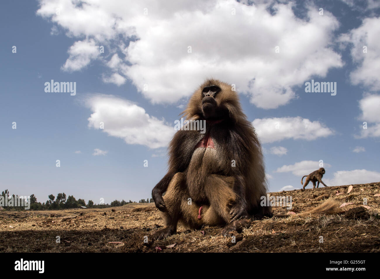 Gelada Monkey seating on grass Simien Mountains National Park, Ethiopia ...