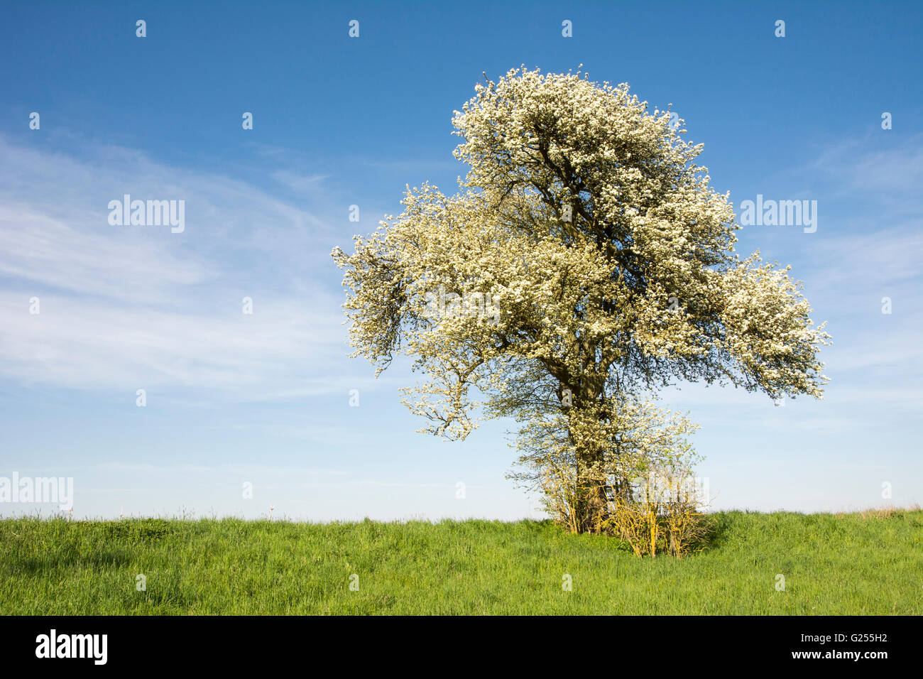 Landscape with a flowering tree at spring Stock Photo - Alamy