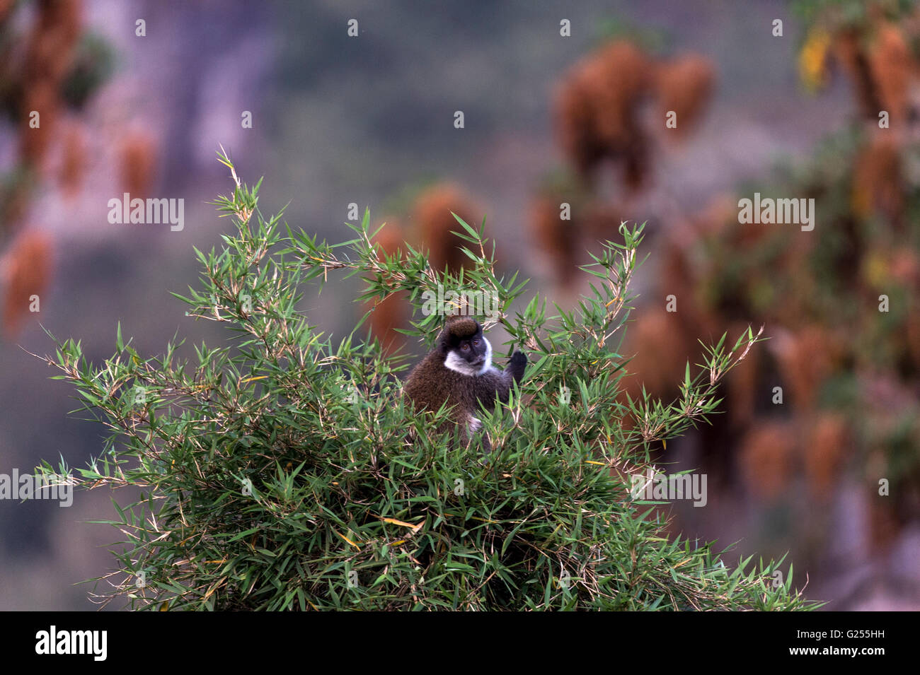 Bale mountains vervet monkey hi-res stock photography and images - Alamy