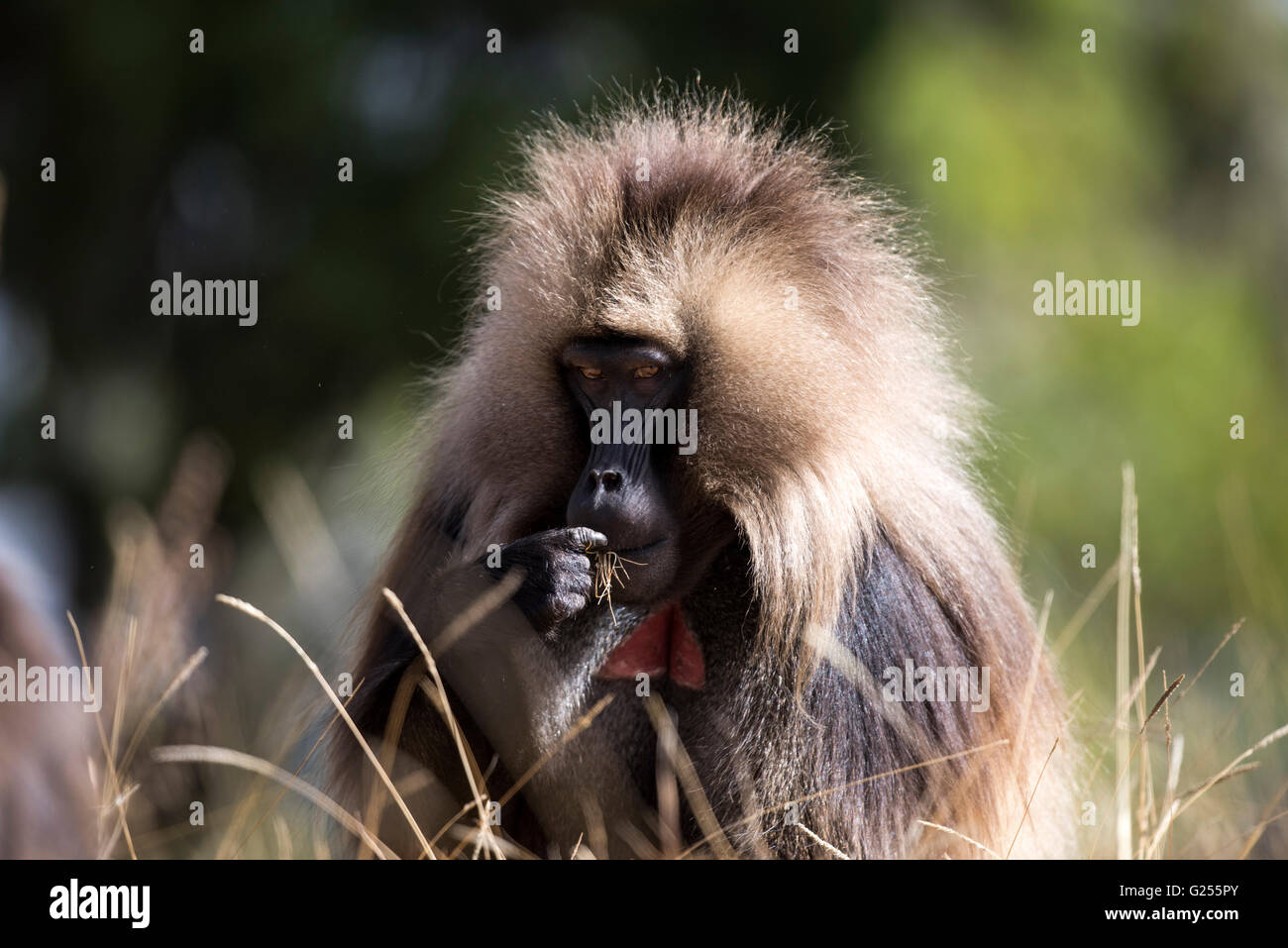 Gelada Monkey feeding on grass Simien Mountains National Park, Ethiopia ...