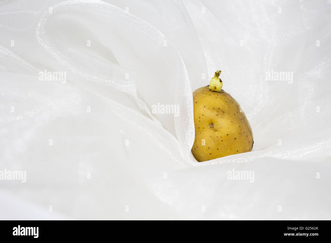 Tiny potato hi-res stock photography and images - Alamy