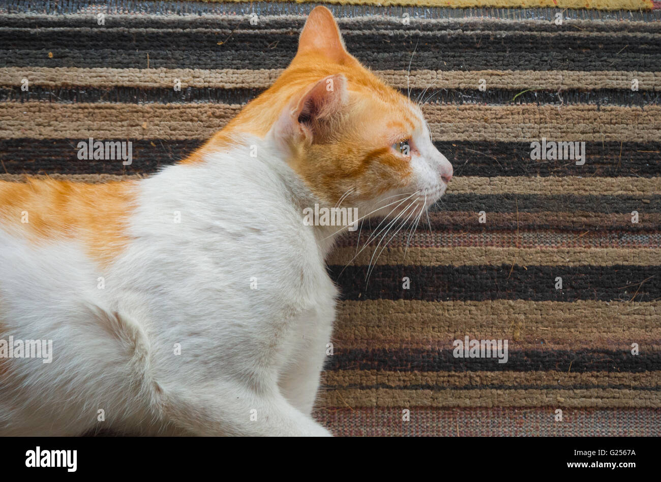 Side look hi-res stock photography and images - Alamy