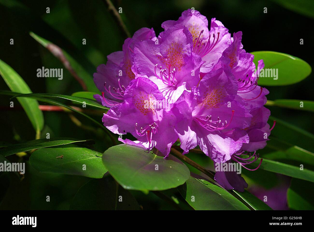 Tall rhododendron hi-res stock photography and images - Alamy