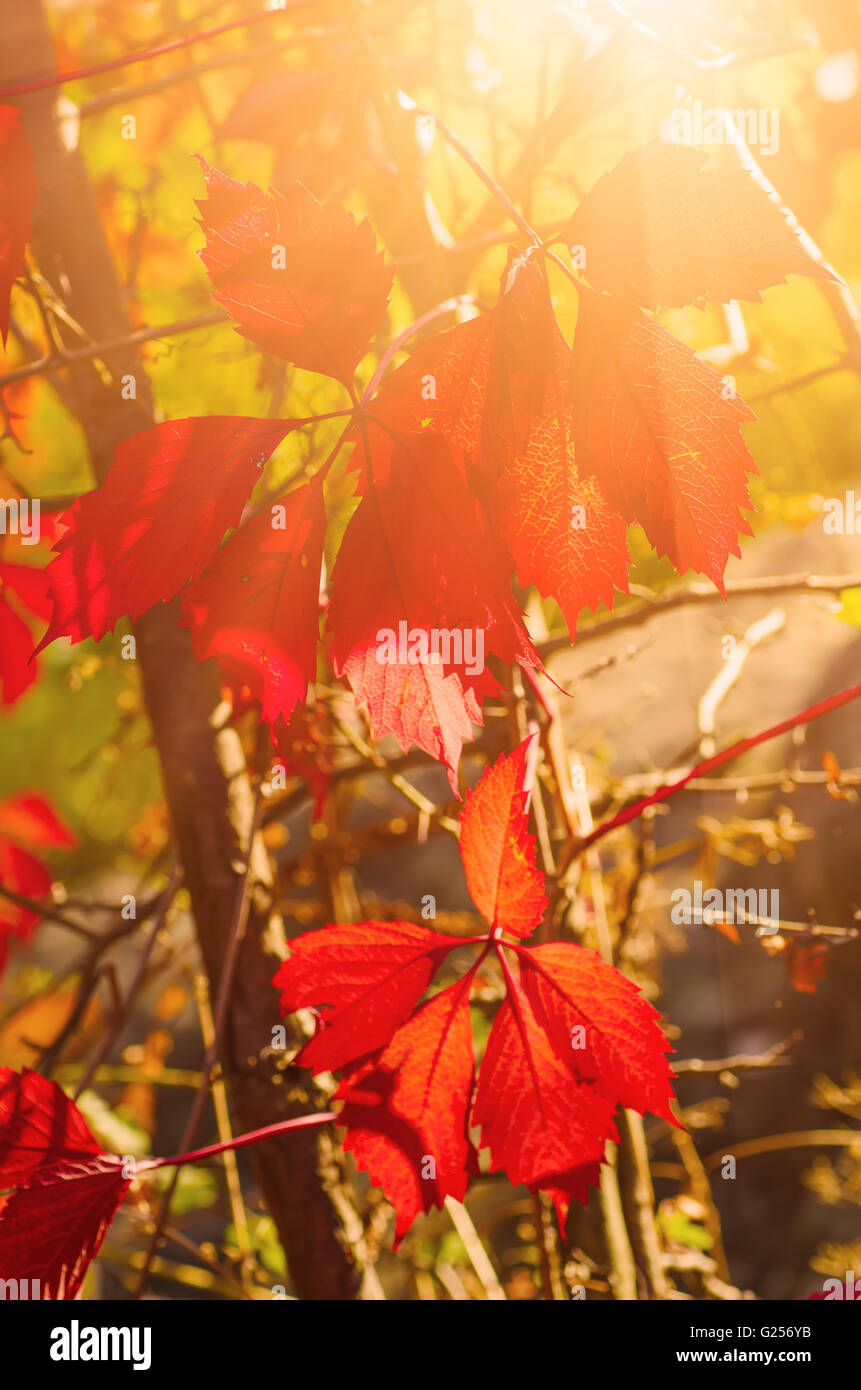 Wild grape red leaves Stock Photo - Alamy