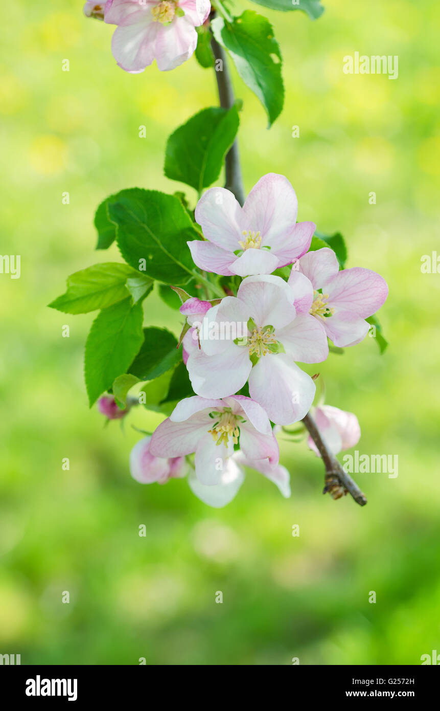 Apple tree flower Stock Photo - Alamy