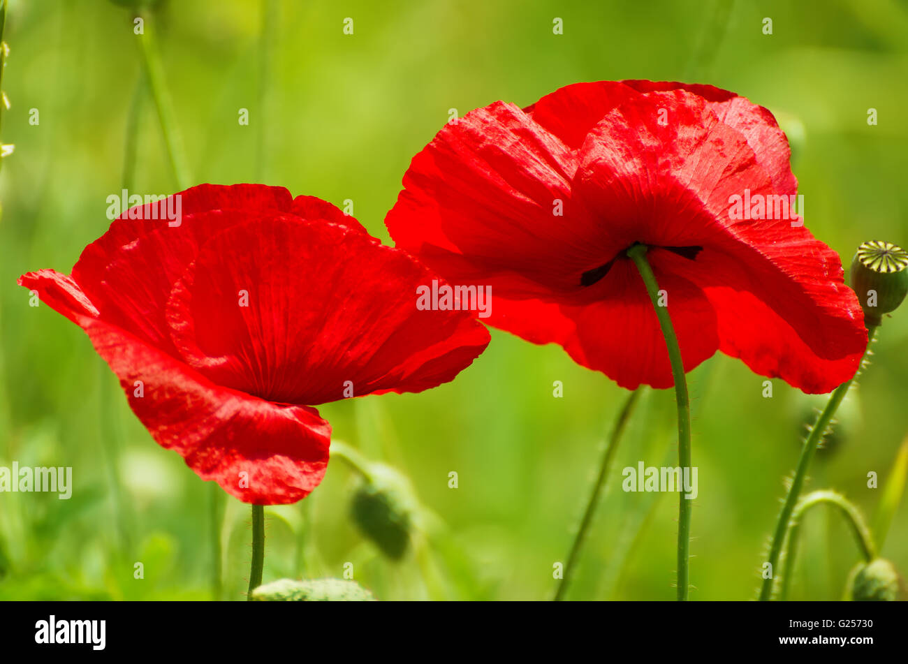 Red spring poppy Stock Photo - Alamy