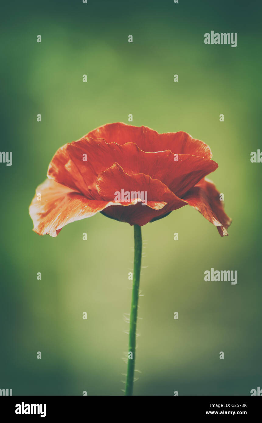 Red spring poppy Stock Photo - Alamy