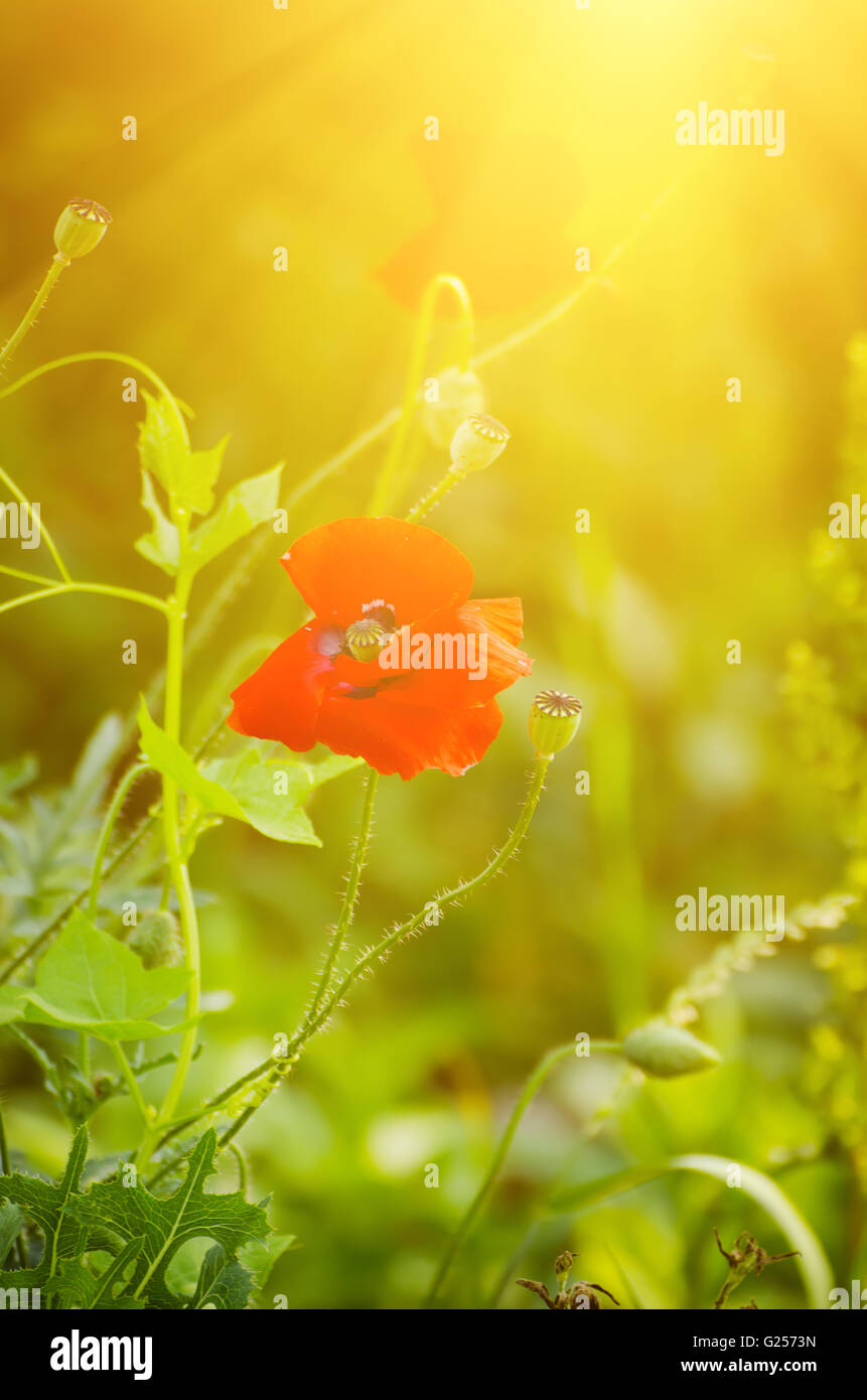 Red spring poppy Stock Photo - Alamy