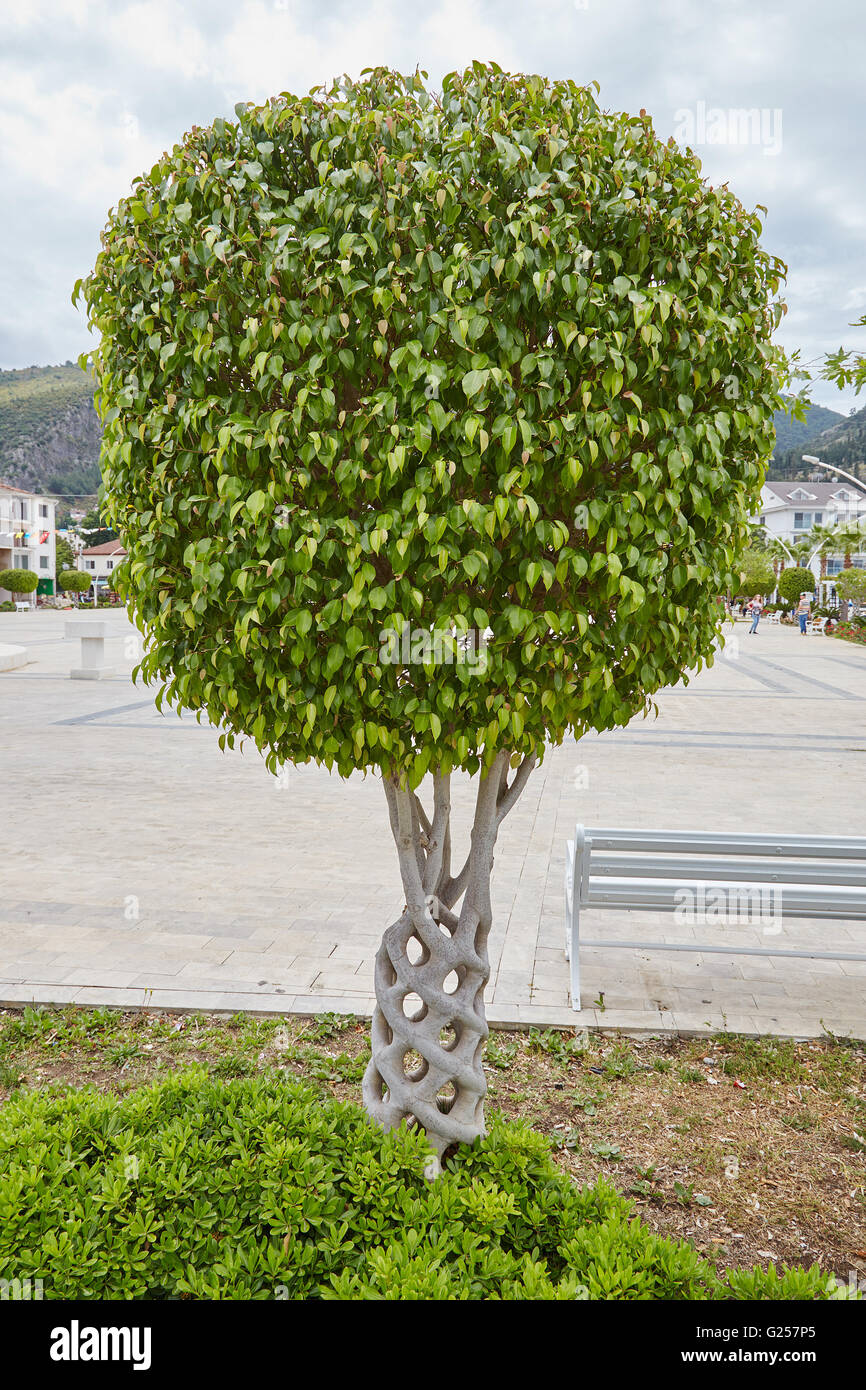 A "Basket" tree or "Circus tree" created by grafting many different ...