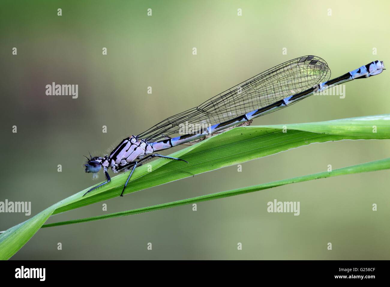 Female Variable Damselfly High Resolution Stock Photography and Images ...