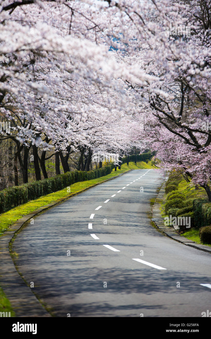 cherry blossom arch Stock Photo - Alamy