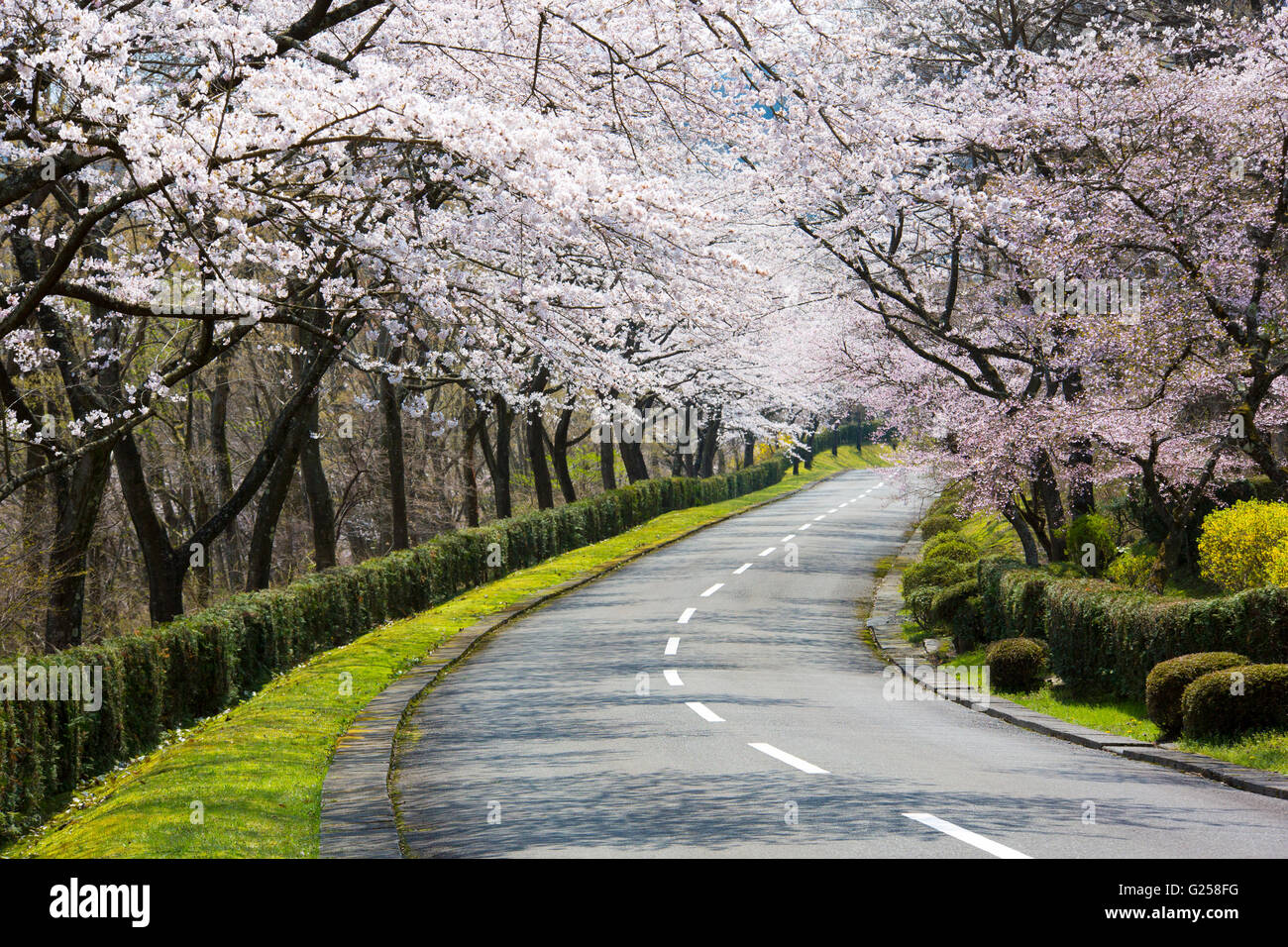 cherry blossom arch Stock Photo - Alamy