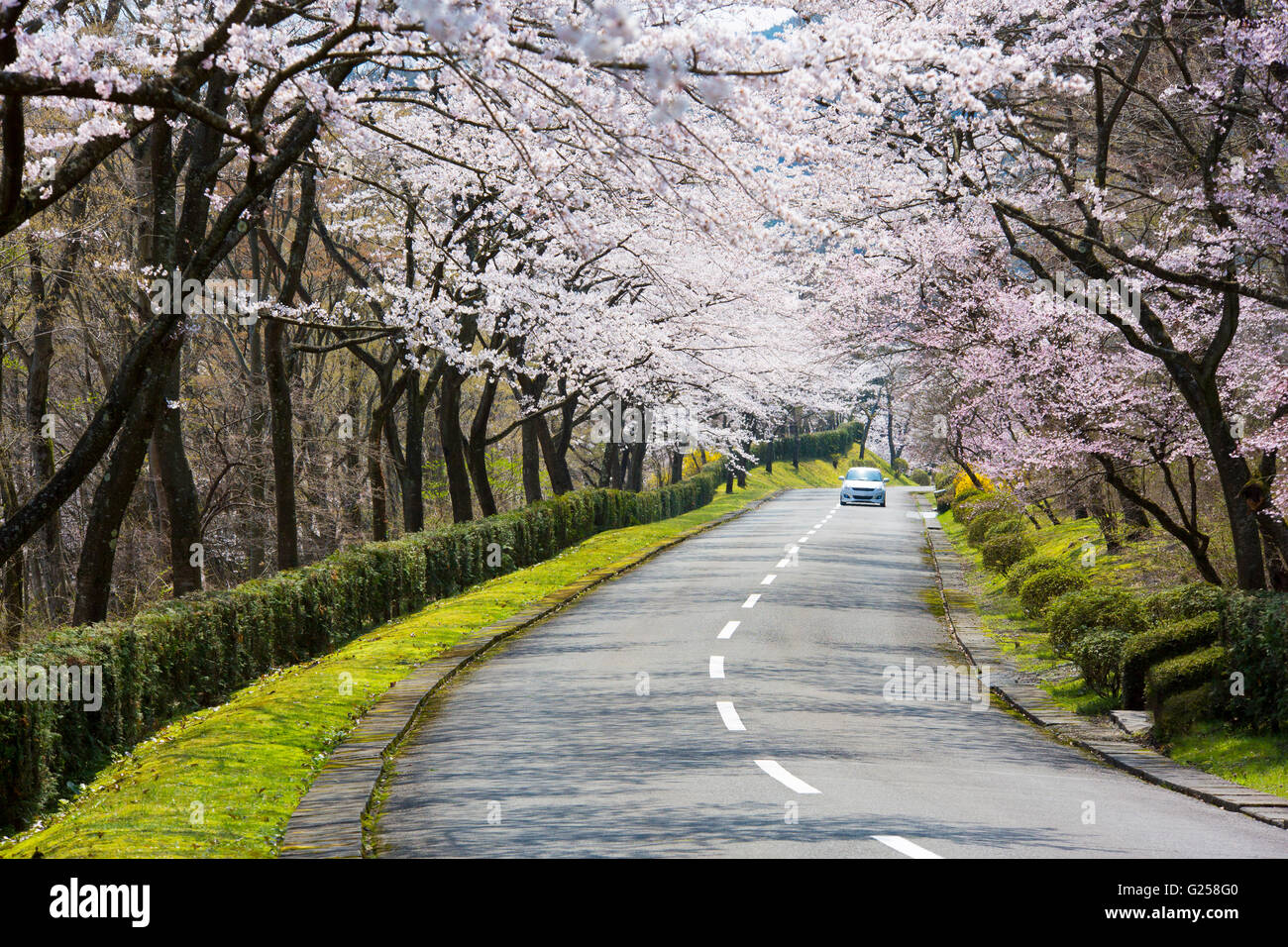 Cherry blossom arch car hi-res stock photography and images - Alamy