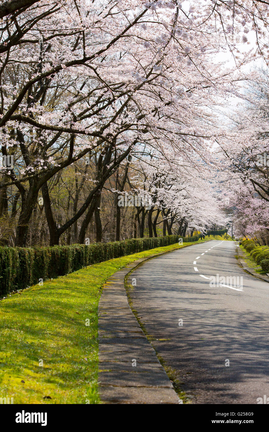 cherry blossom arch Stock Photo - Alamy