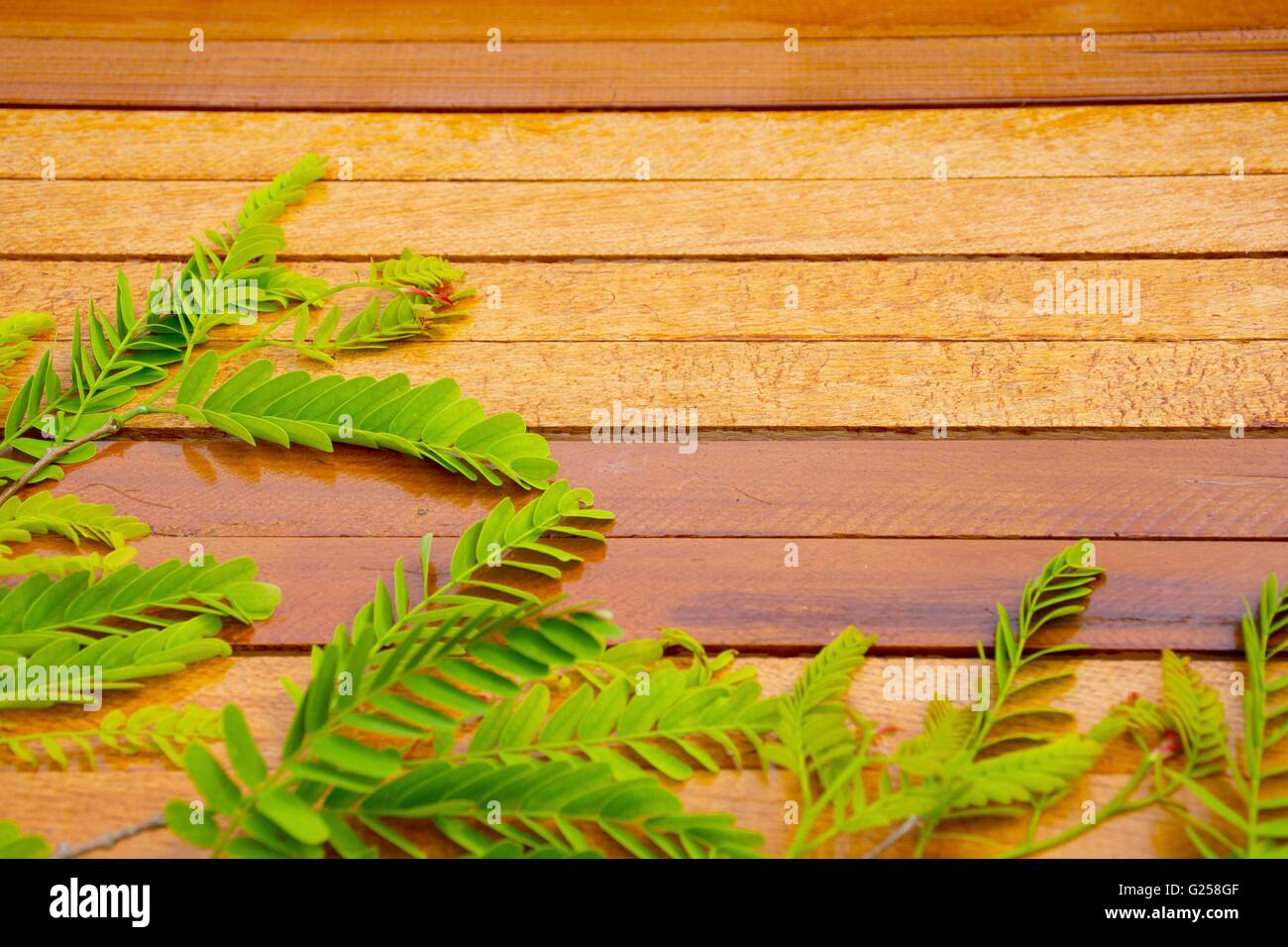 Wooden background with tamarind leave.right corner for background ...