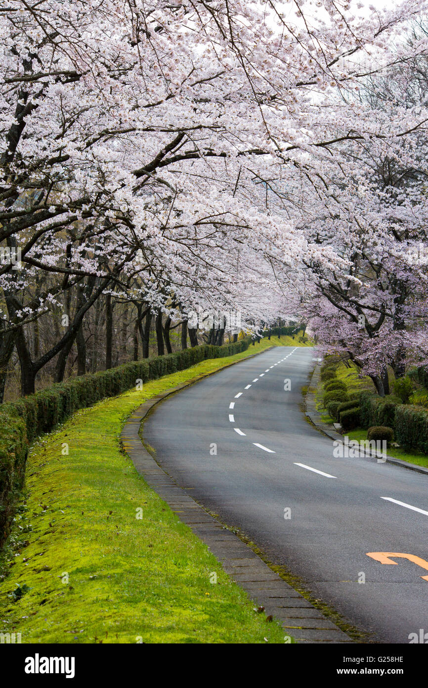 cherry blossom arch Stock Photo - Alamy