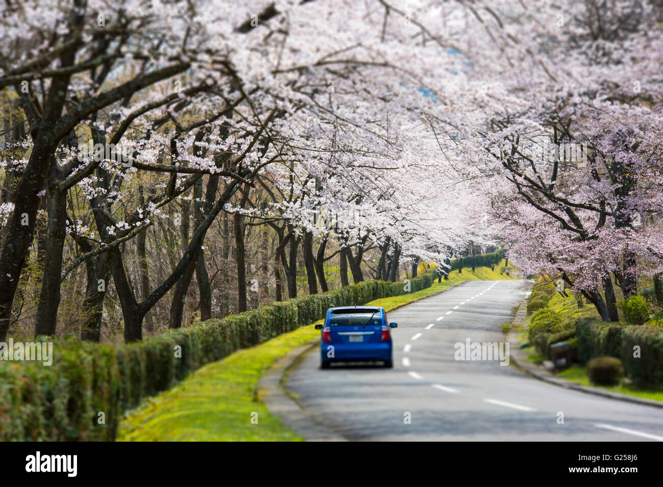 cherry blossom arch with car Stock Photo - Alamy
