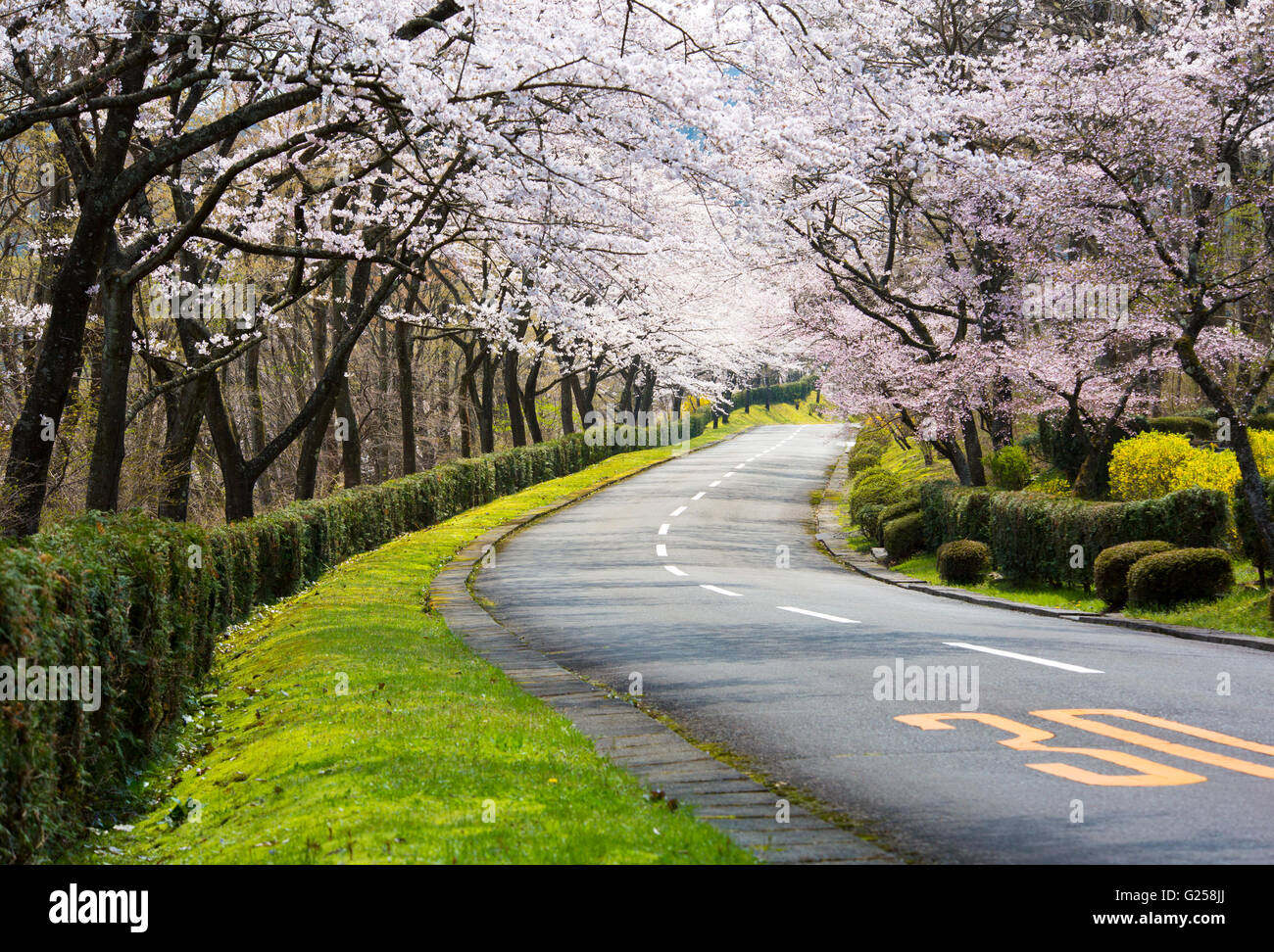 cherry blossom arch Stock Photo - Alamy