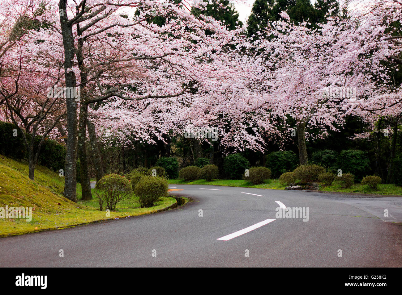 cherry blossom arch Stock Photo - Alamy