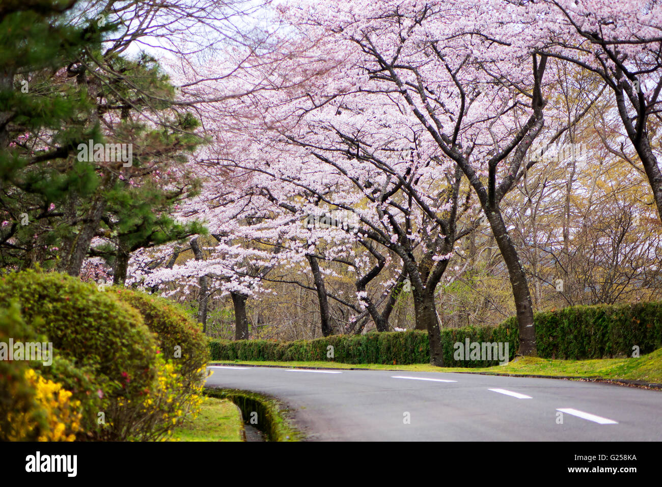 cherry blossom arch Stock Photo - Alamy