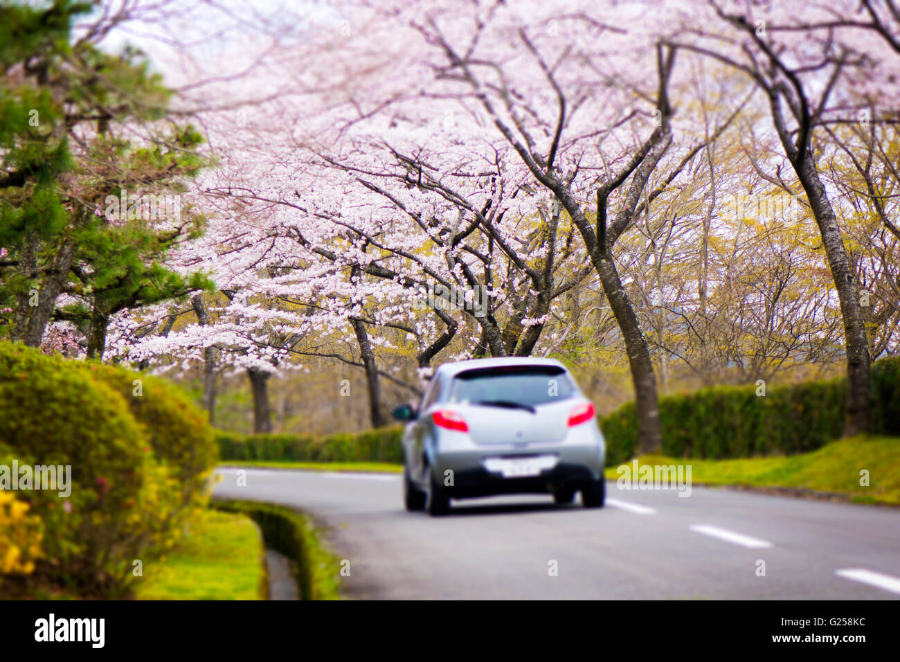cherry blossom arch with car Stock Photo - Alamy