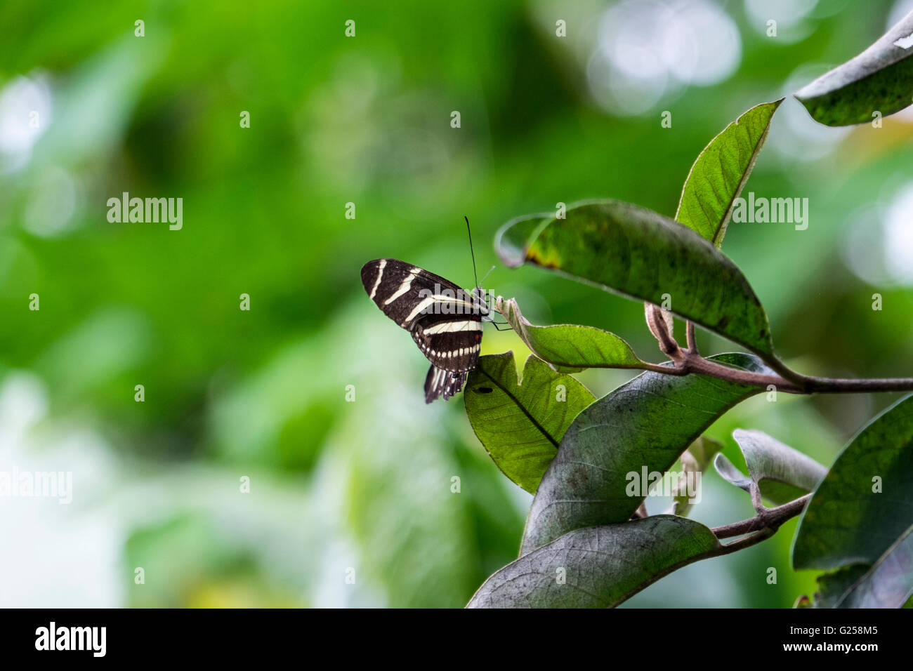 Black yellow butterfly zebra longwing hi-res stock photography and ...