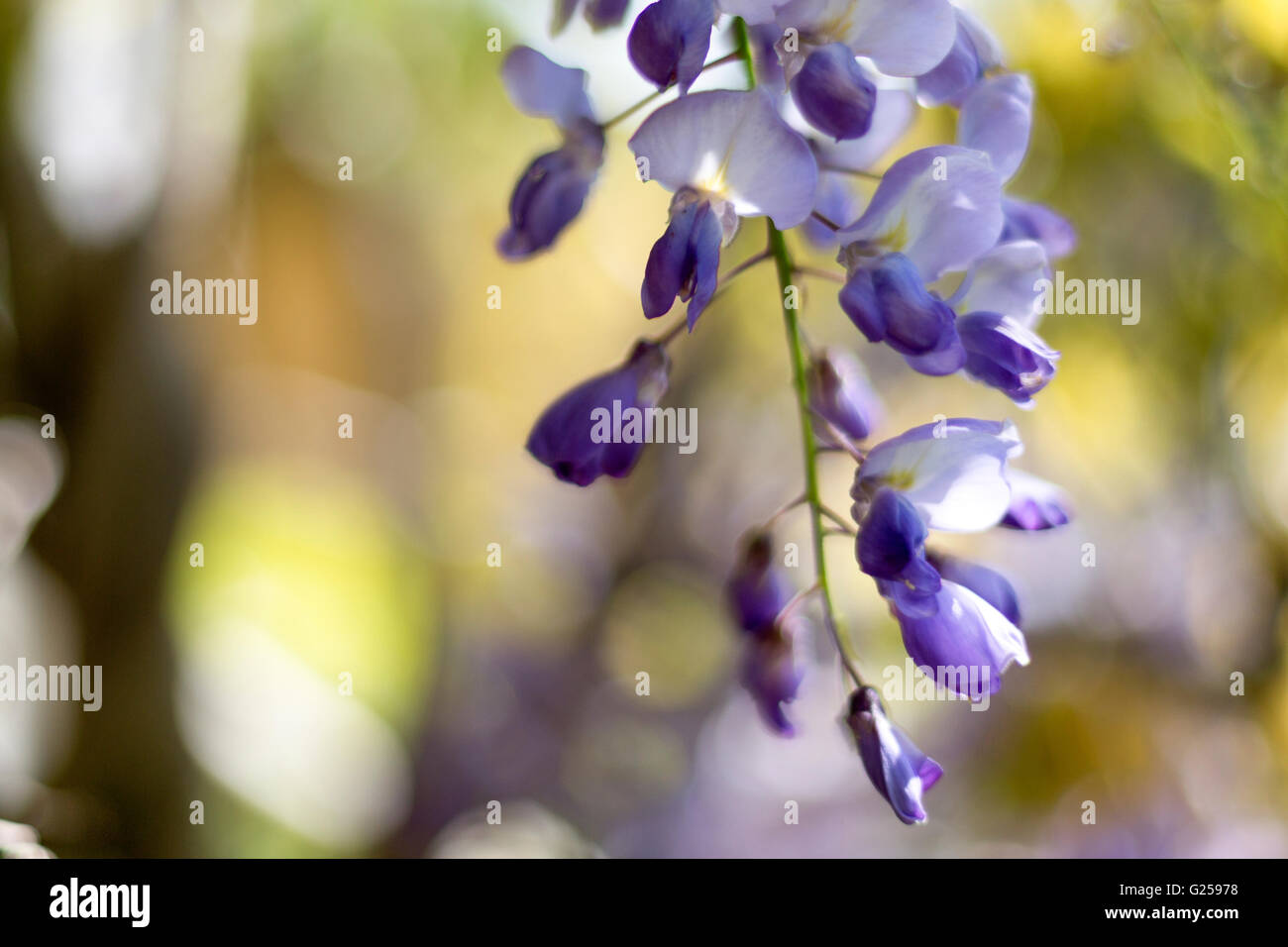 Purple wisteria close up hi-res stock photography and images - Alamy