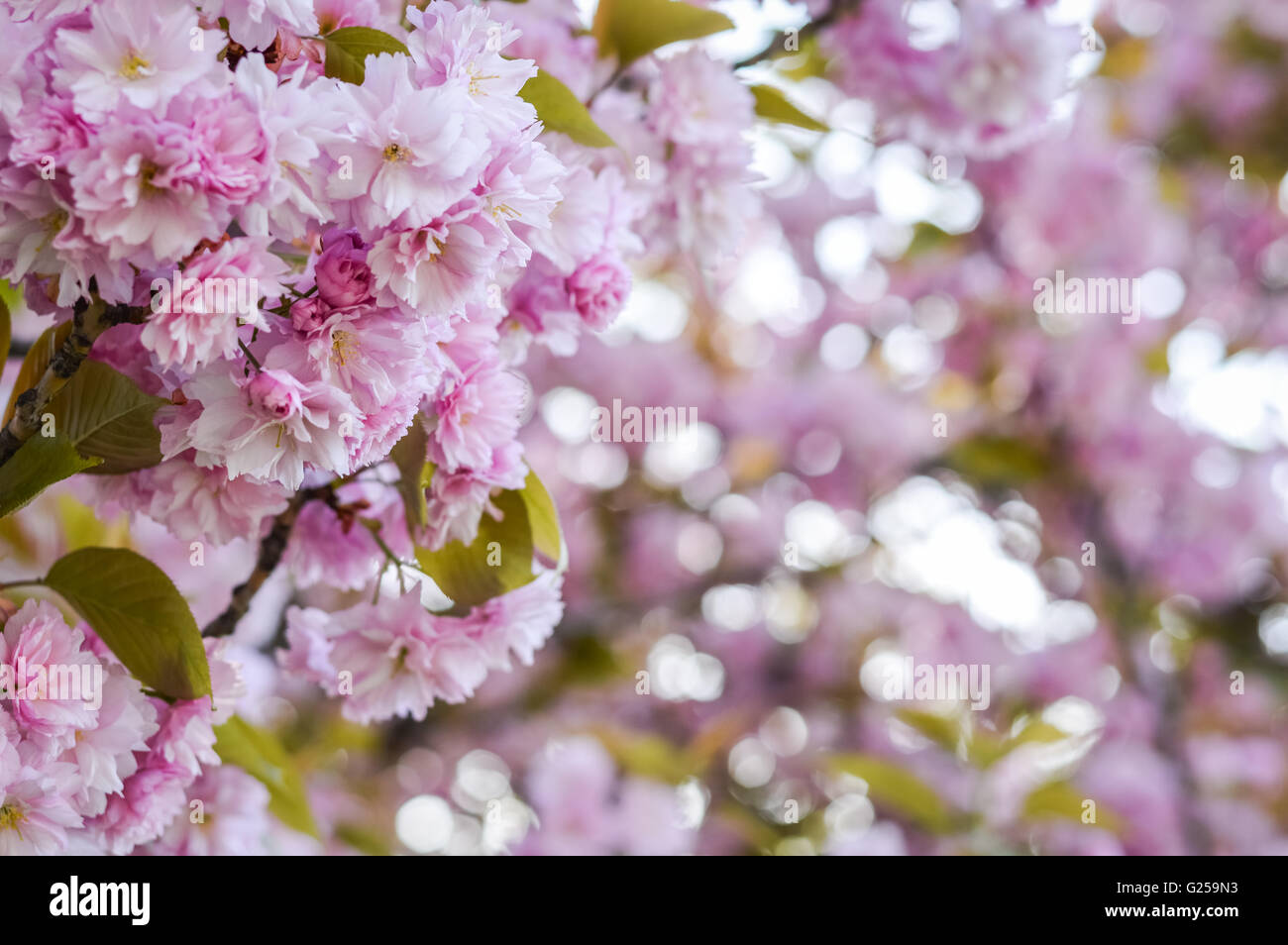 beautiful cherry tree flowers background Stock Photo - Alamy