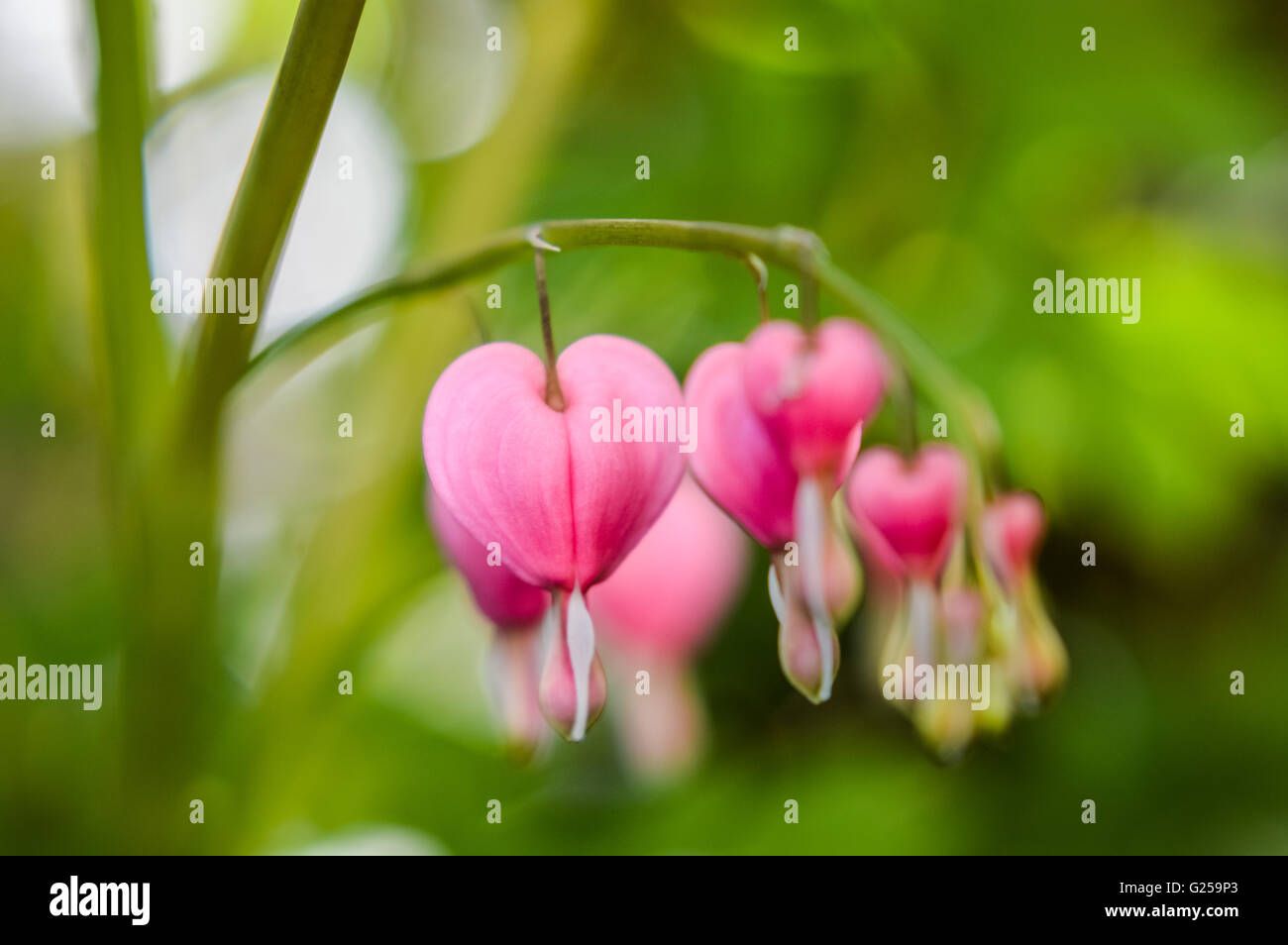 Bleeding heart flowers Stock Photo - Alamy